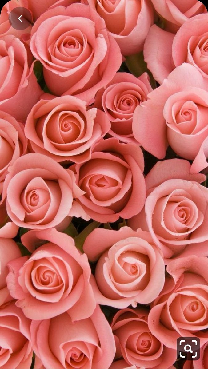 Details 48 rosas coral - Abzlocal.mx