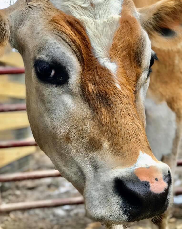 Beautiful Cow Eyes