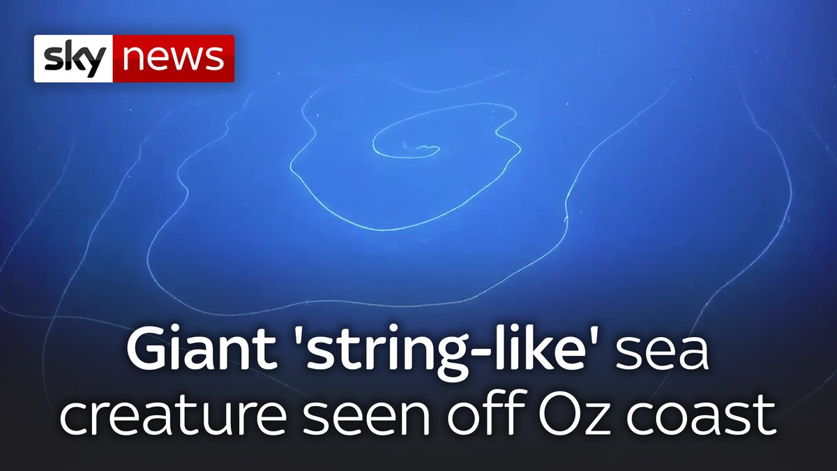 This giant ocean creature, known as siphonophore Apolemia, was spotted ...