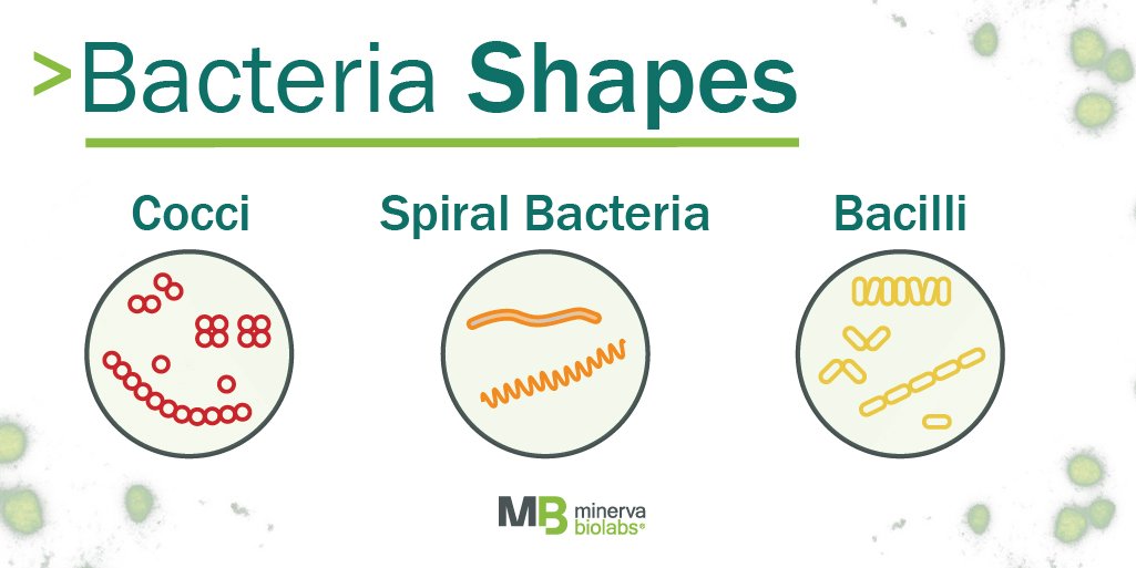 3 Basic Bacterial Shapes