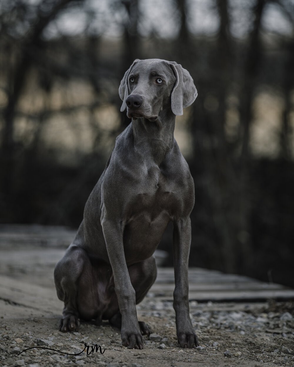 Blue Weimaraner Hunting