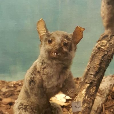 Taxidermy Bat Memes Bought Taxidermy Offline, But Worried I Got