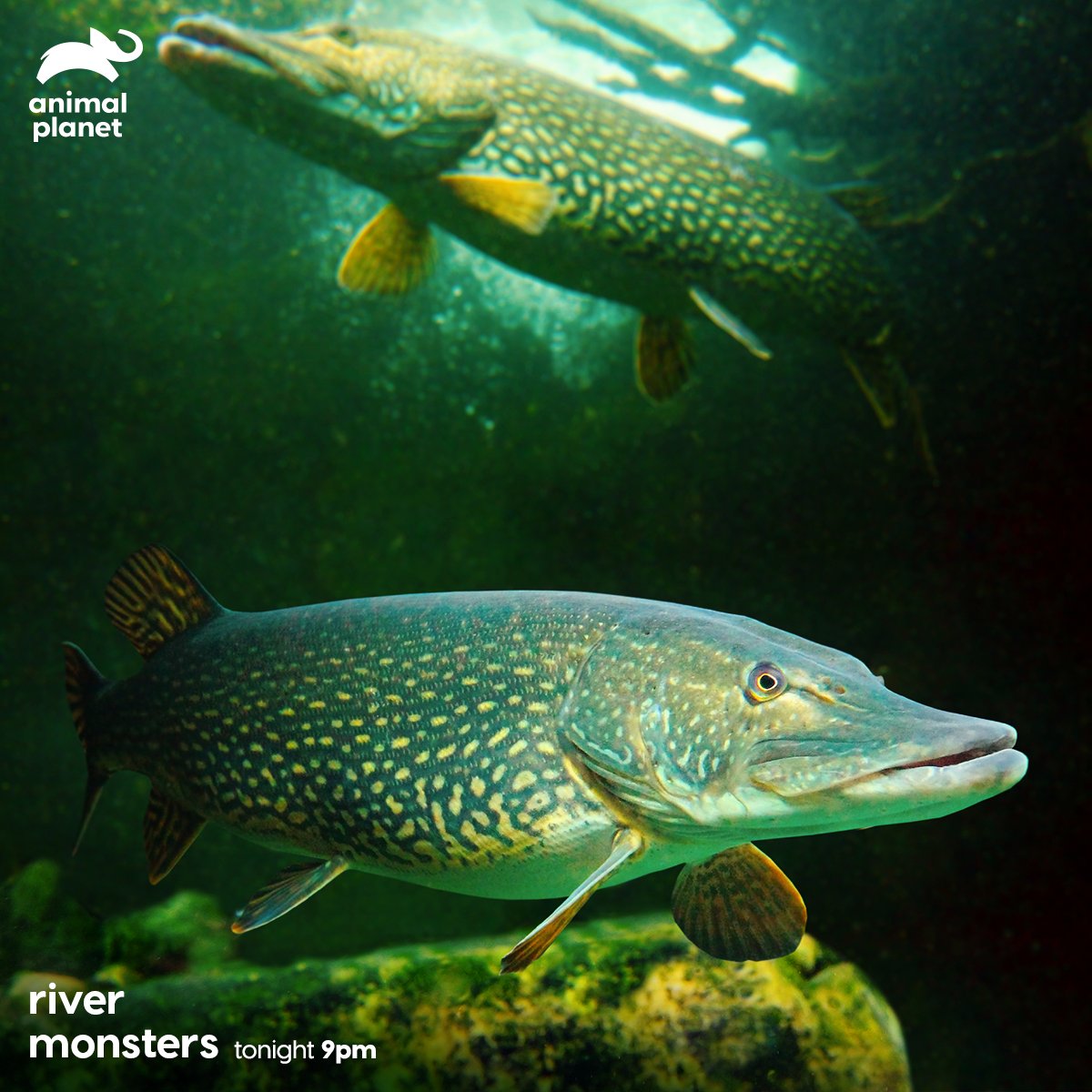 Chernobyl Fish River Monsters