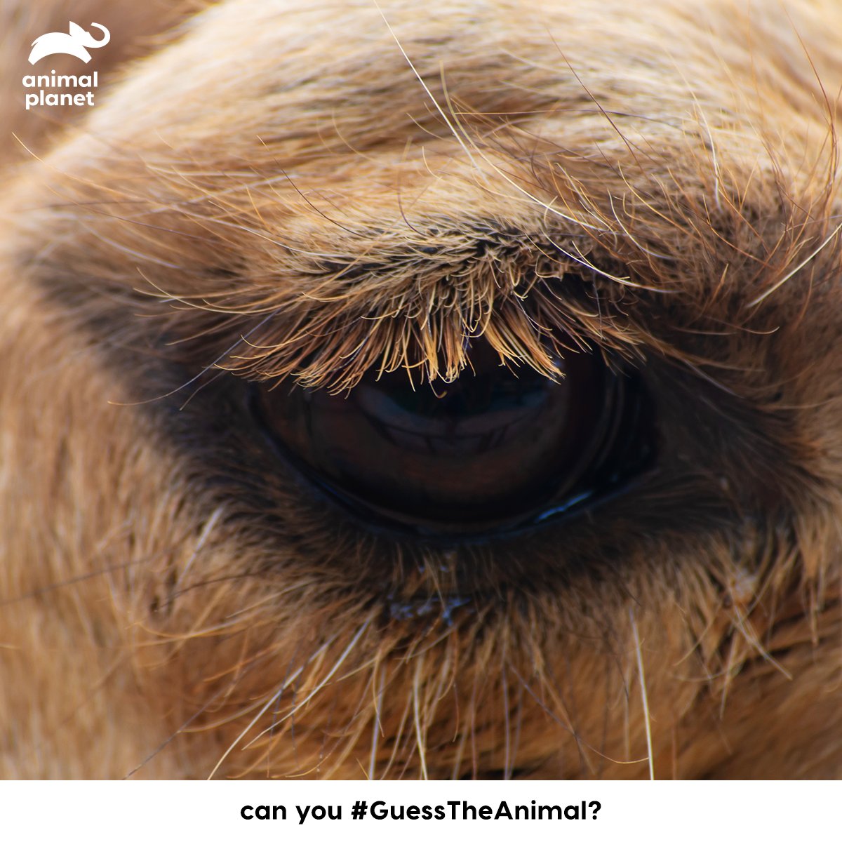 Two Rows Of Eyelashes