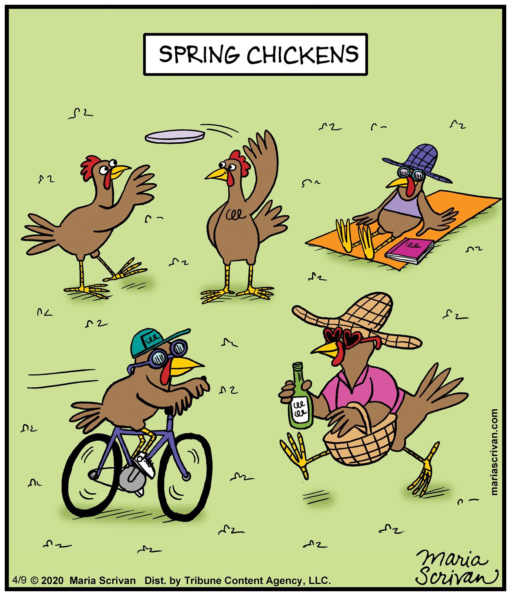 Funny Chicken Cartoons Jokes