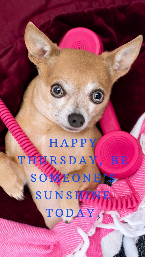 Happy Thursday Dog