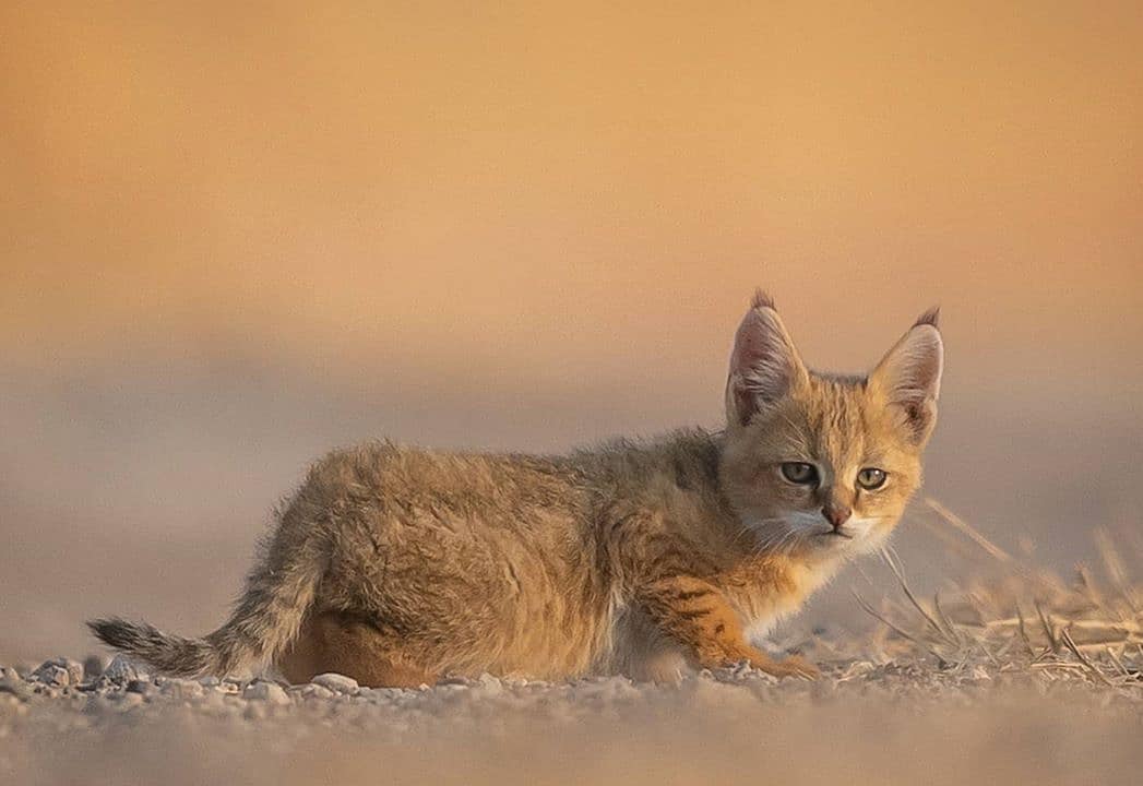 Baby Chinese Desert Cat