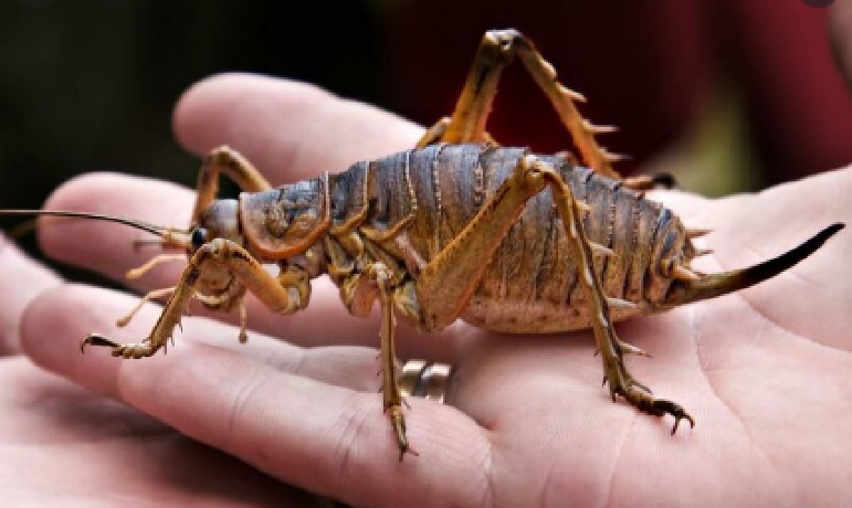 Coronel blanco como la nieve cascada grillo gigante weta Peticionario ...