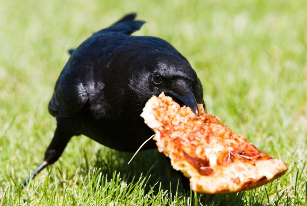 Animals Eating Pizza
