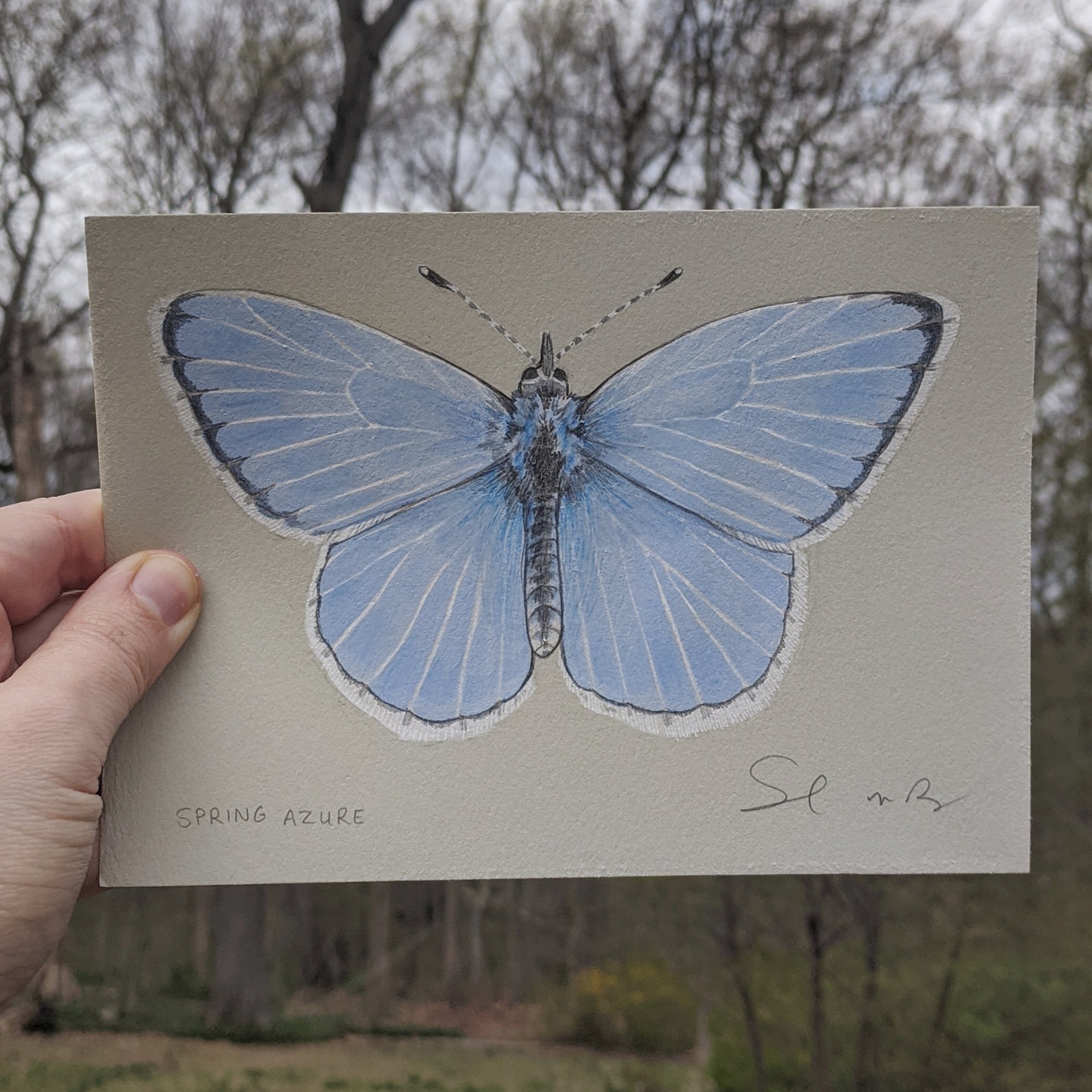 Spring Azure Butterfly