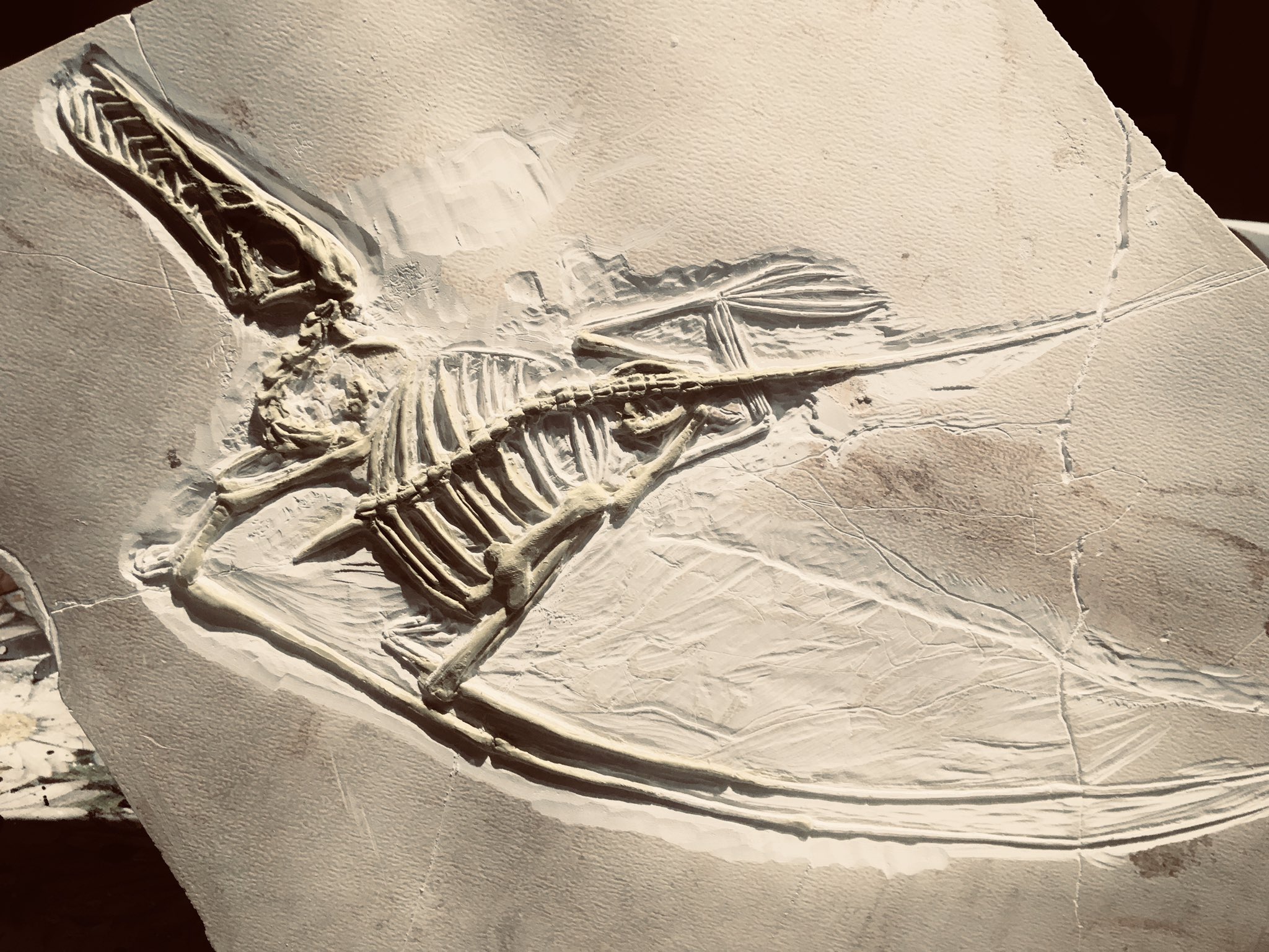 Pterosaur Fossil Replica