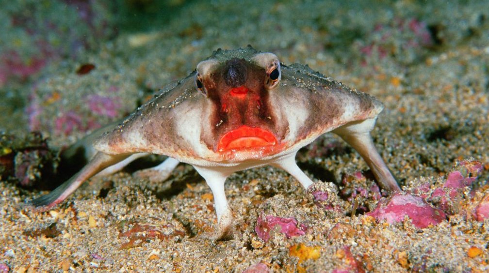 The red-lipped batfish uses its fins like legs to move across the ...