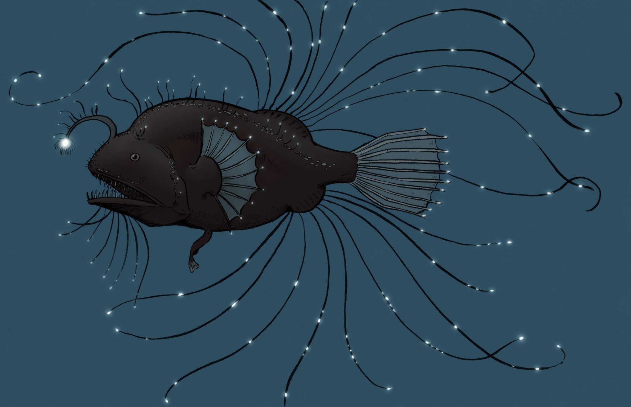 Fanfin Anglerfish
