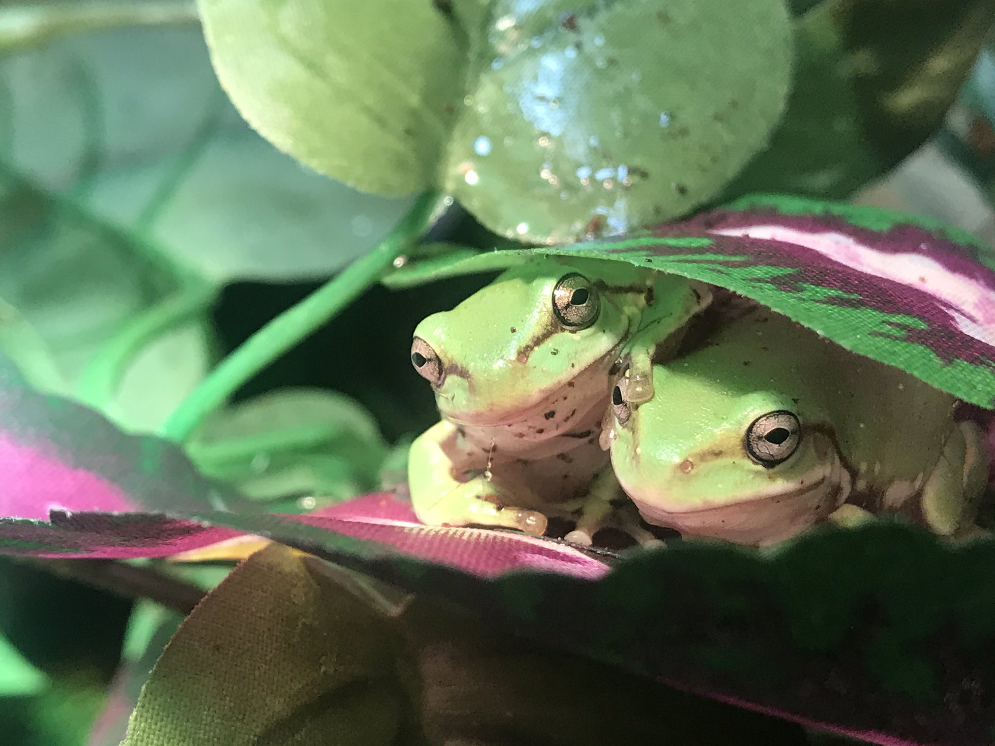 Two Happy Frogs