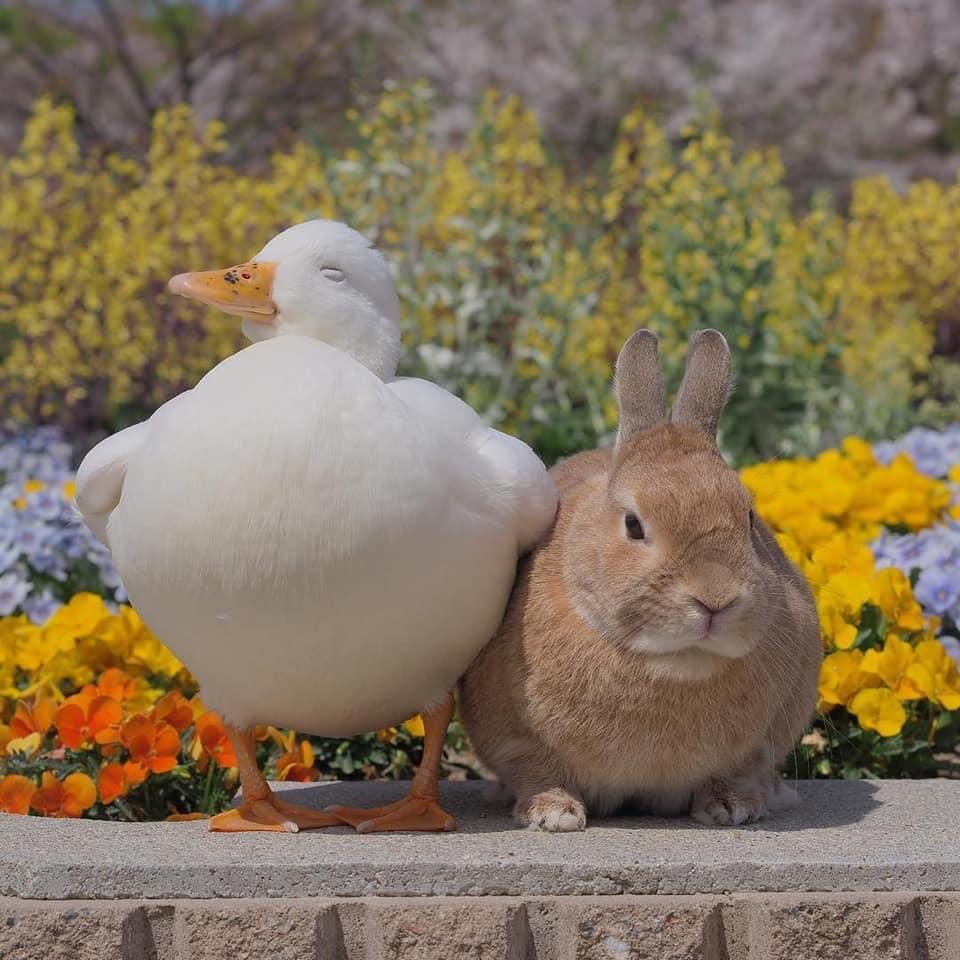Duck Bunny