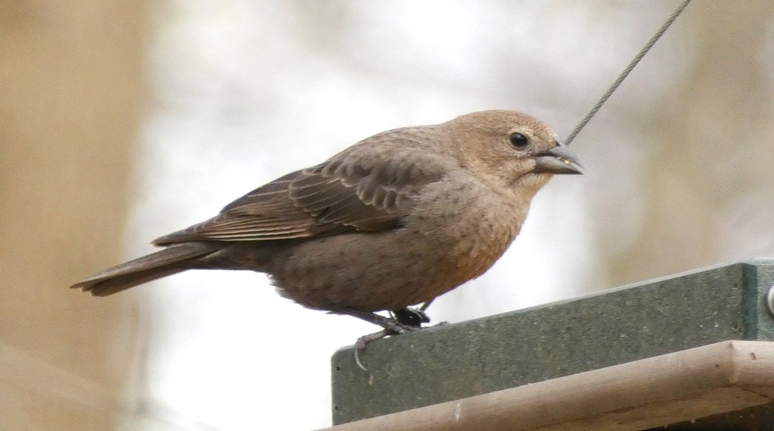Female Cowbird