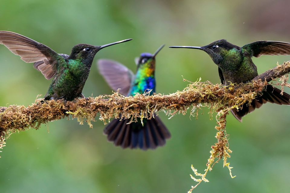Rainbow Hummingbirds