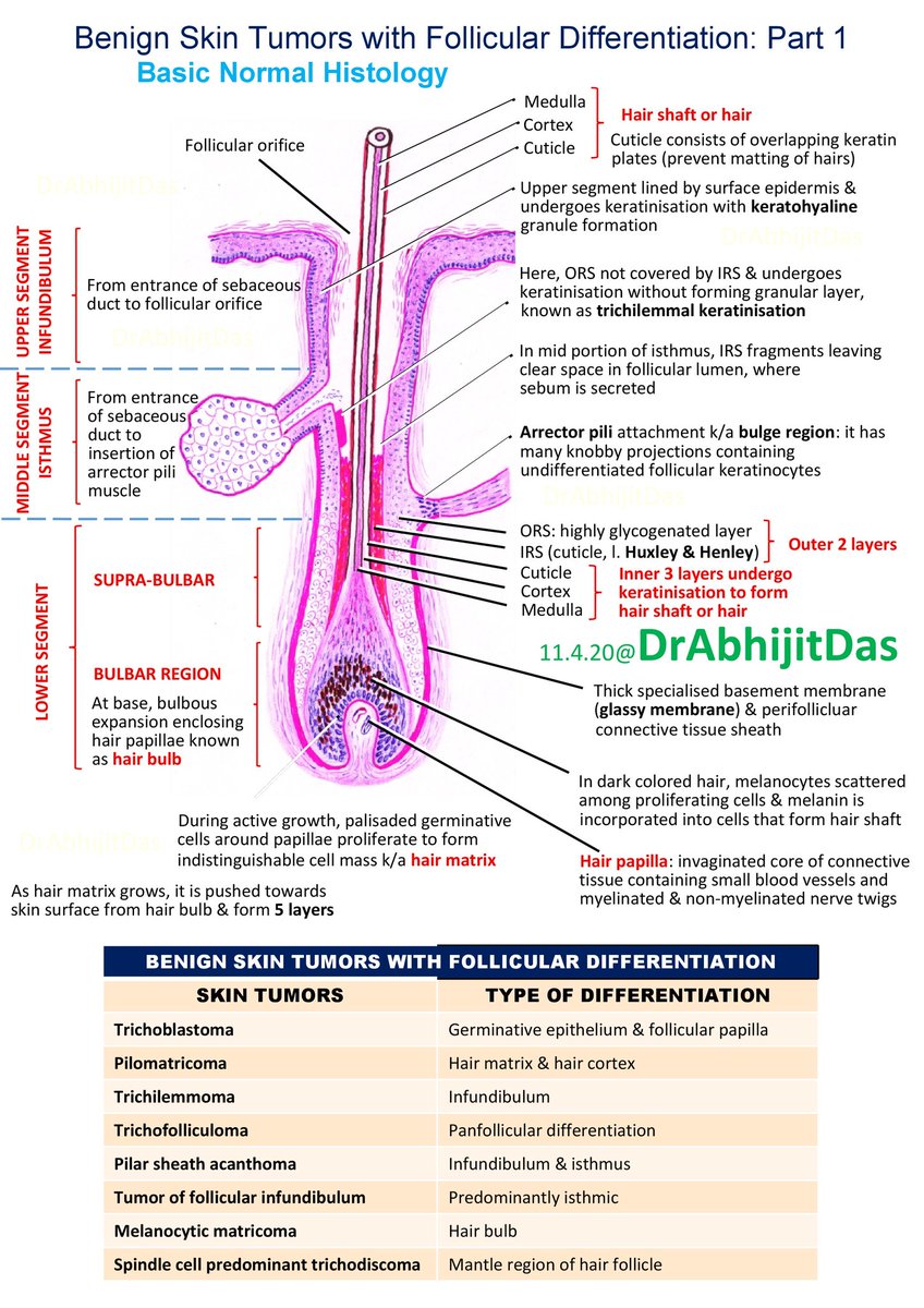 Hair Follicle Histology