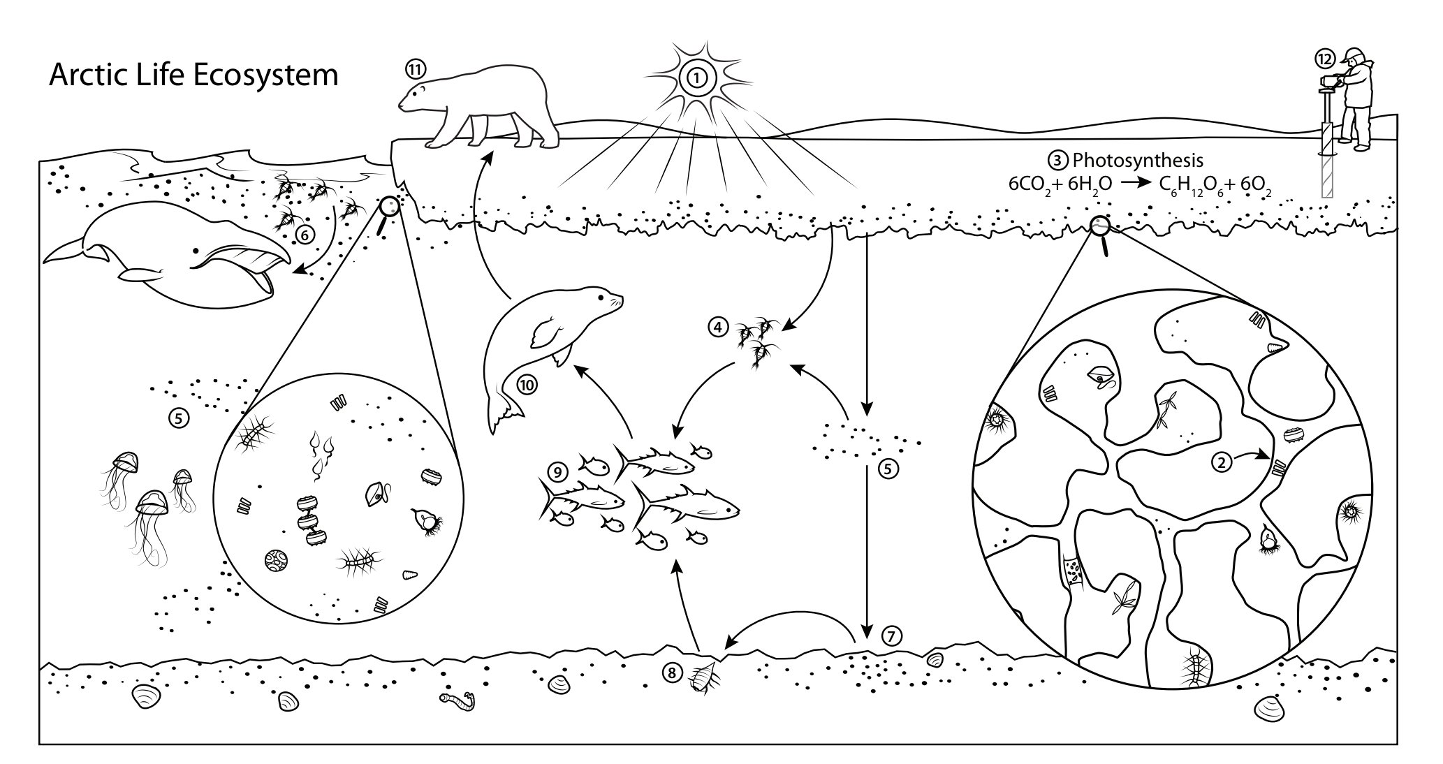 Life Science Coloring Page