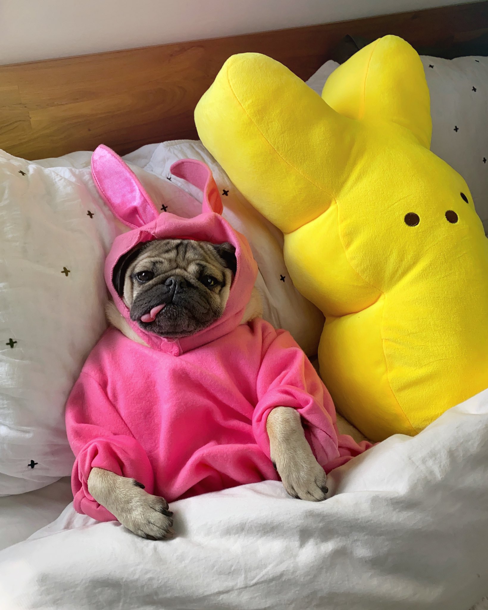 Pugs In Easter Costumes