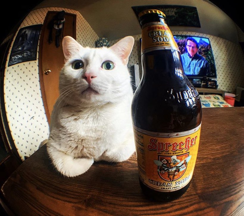 Cats Drinking Craft Beer