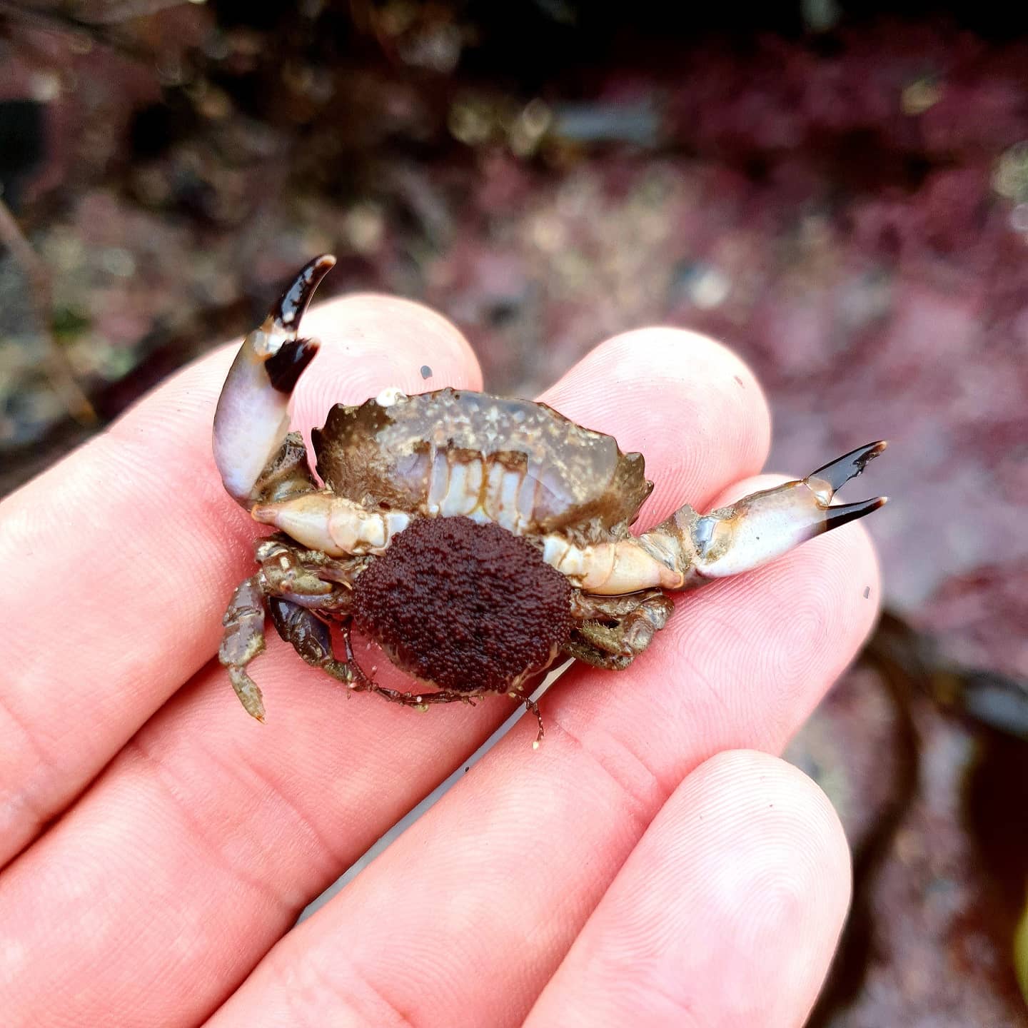 Female Fiddler Crab With Eggs Fiddler Crab (Uca) On The Shores Of