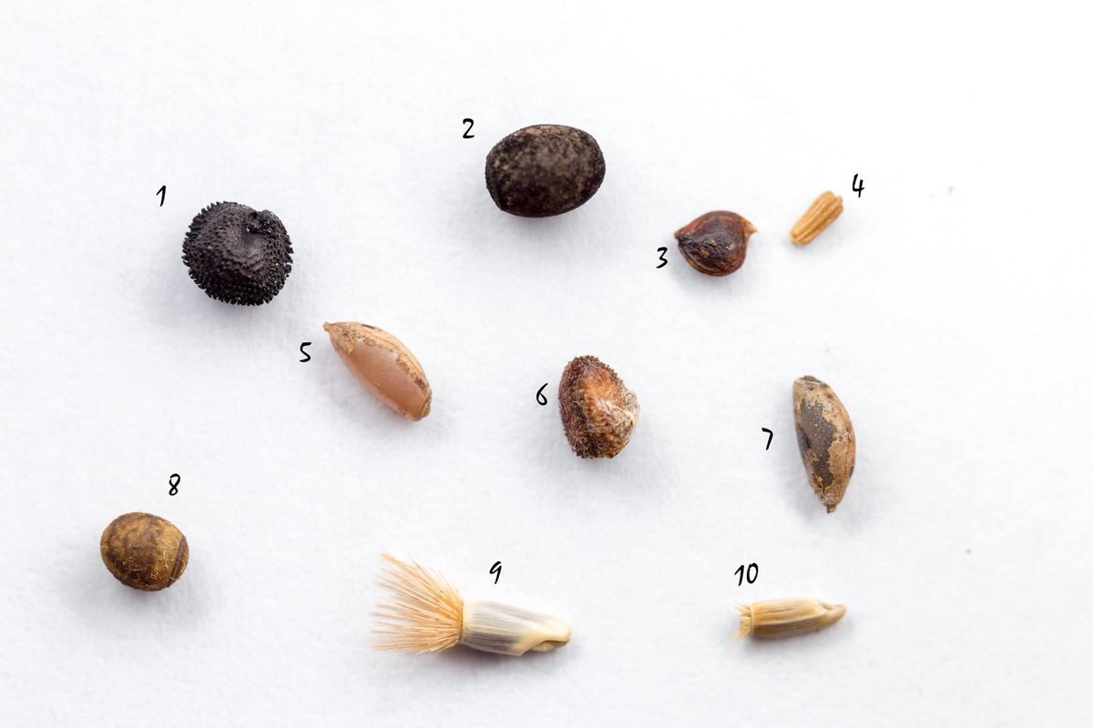Bugs That Look Like Seeds Driftideakit