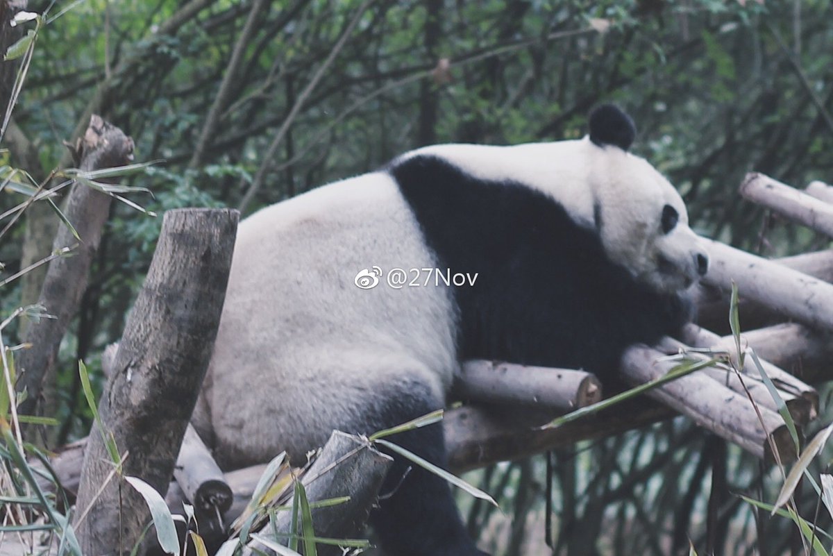 JiangC7 (@C7Jiang) | Twitter