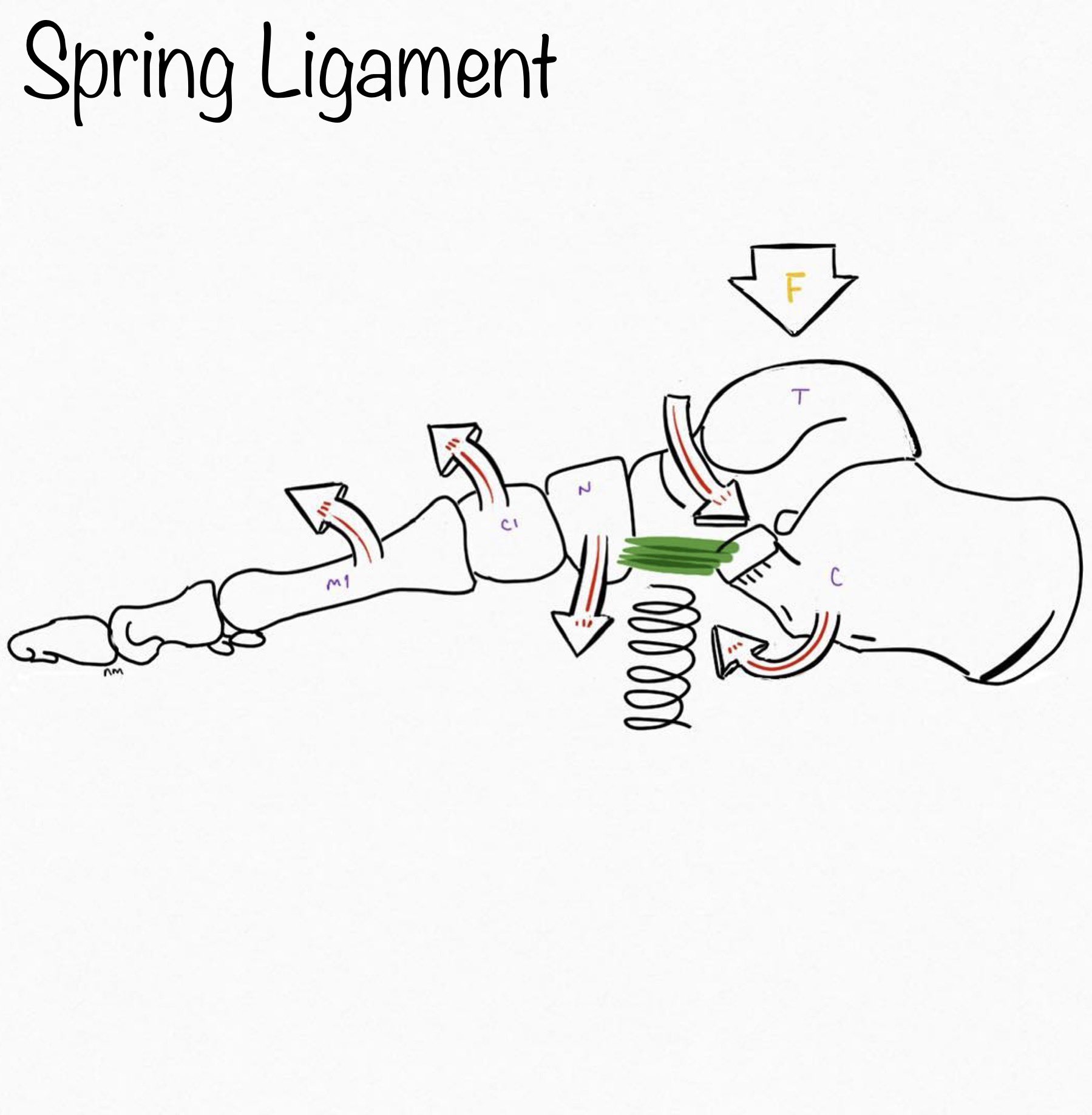 Sports Physiotheray on Twitter: "SPRING LIGAMENT ⠀ [FUNCTIONAL ANATOMY & BIOMECHANICS] ⠀ As you ...
