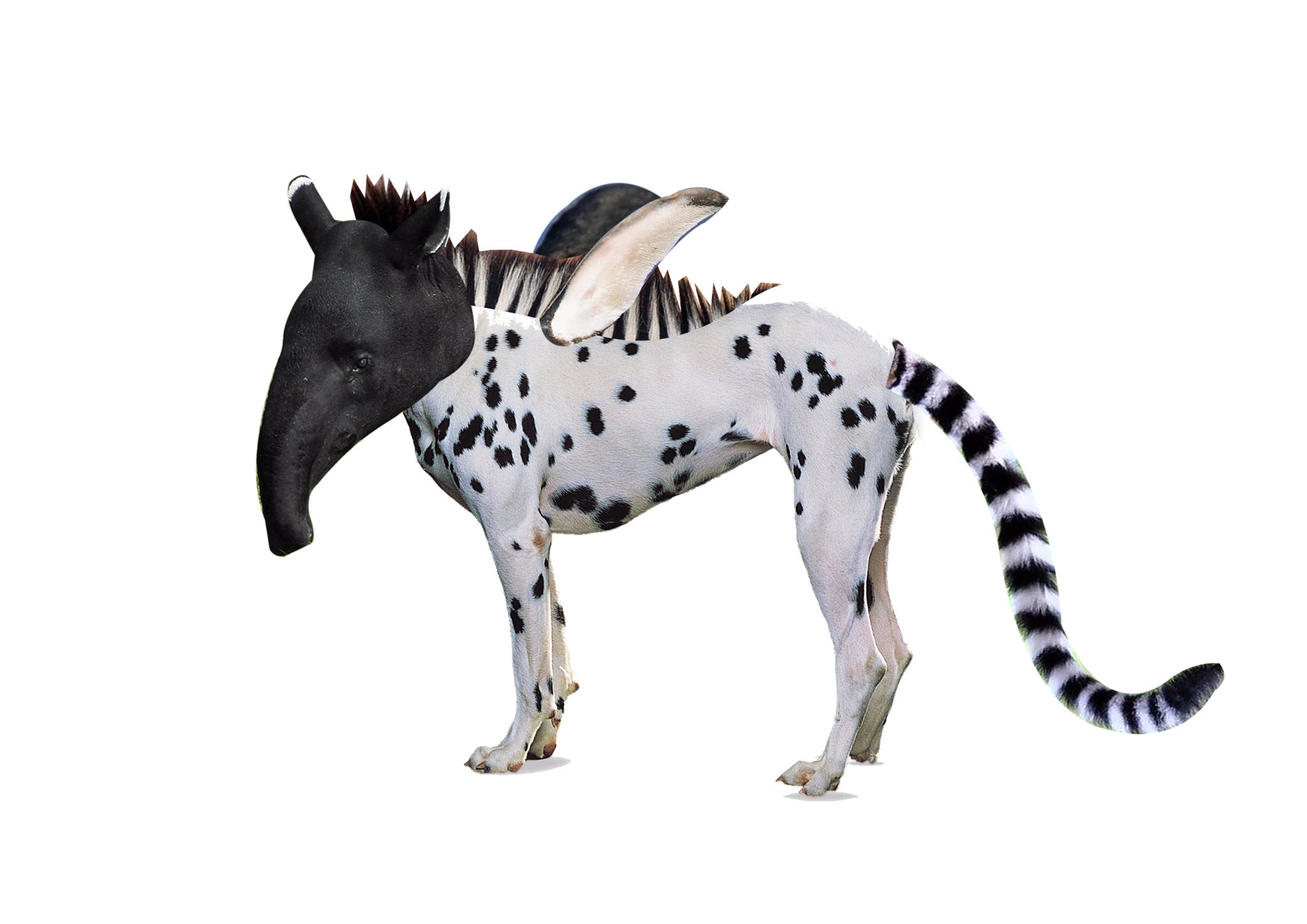 Cool Made Up Animals