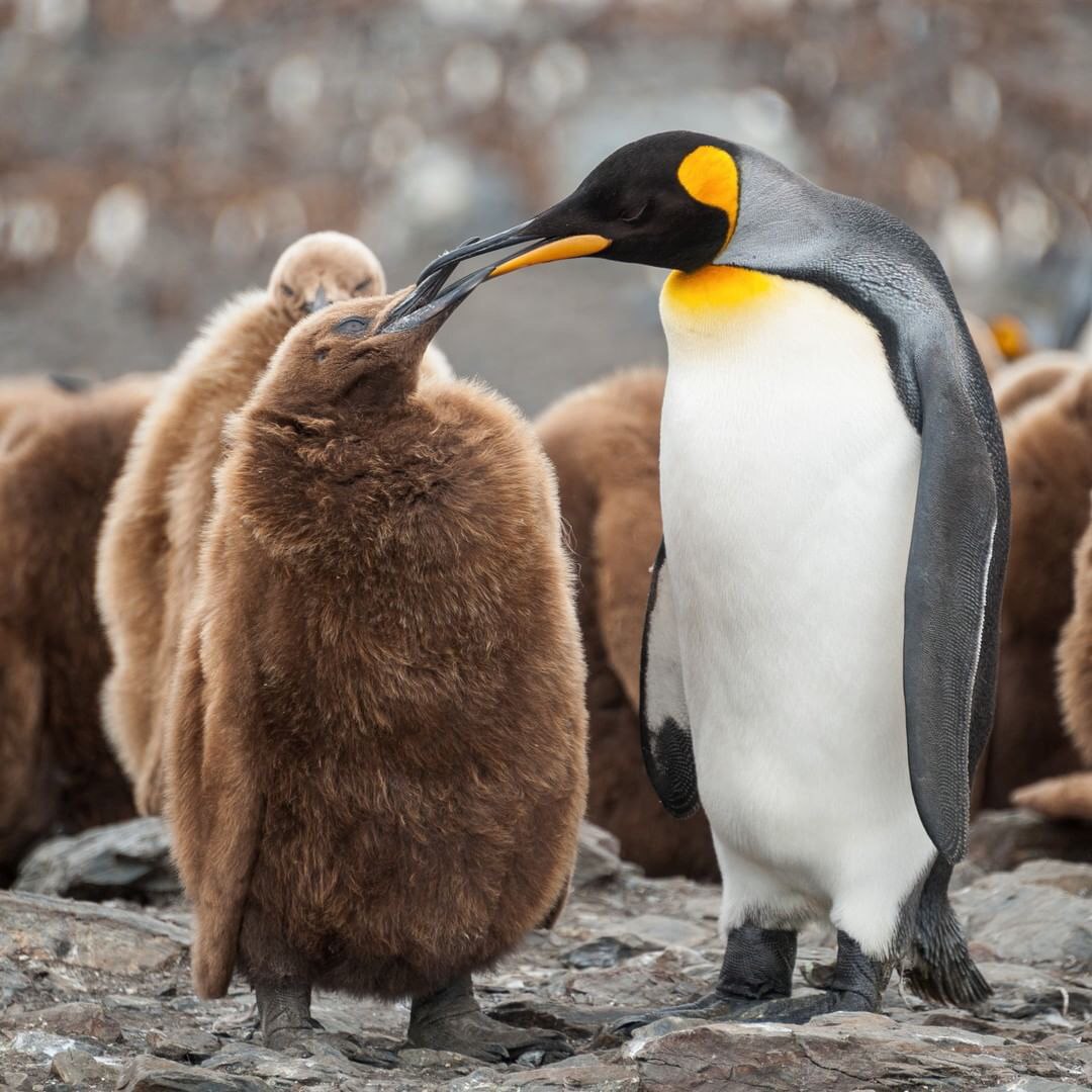 Baby Emperor Penguin Happy Feet