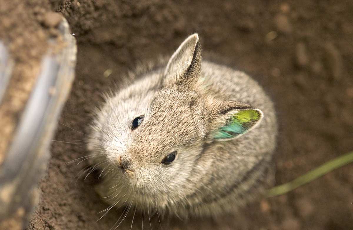 Pygmy Rabbit