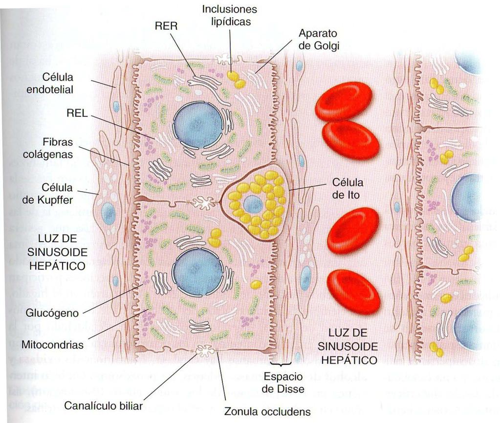 Subproducto Arancel Prisionero celula de ito Punto de referencia Orden alfabetico micrófono