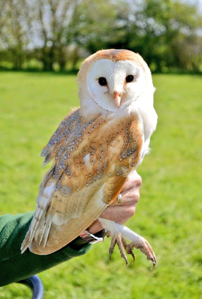 Fluffy Barn Owl