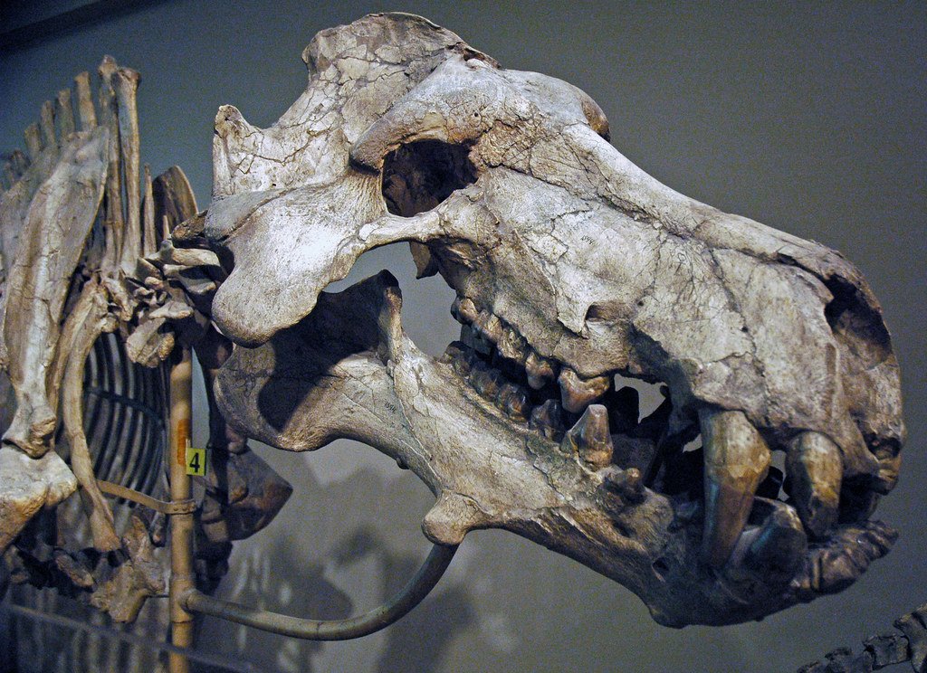 Entelodont Skull