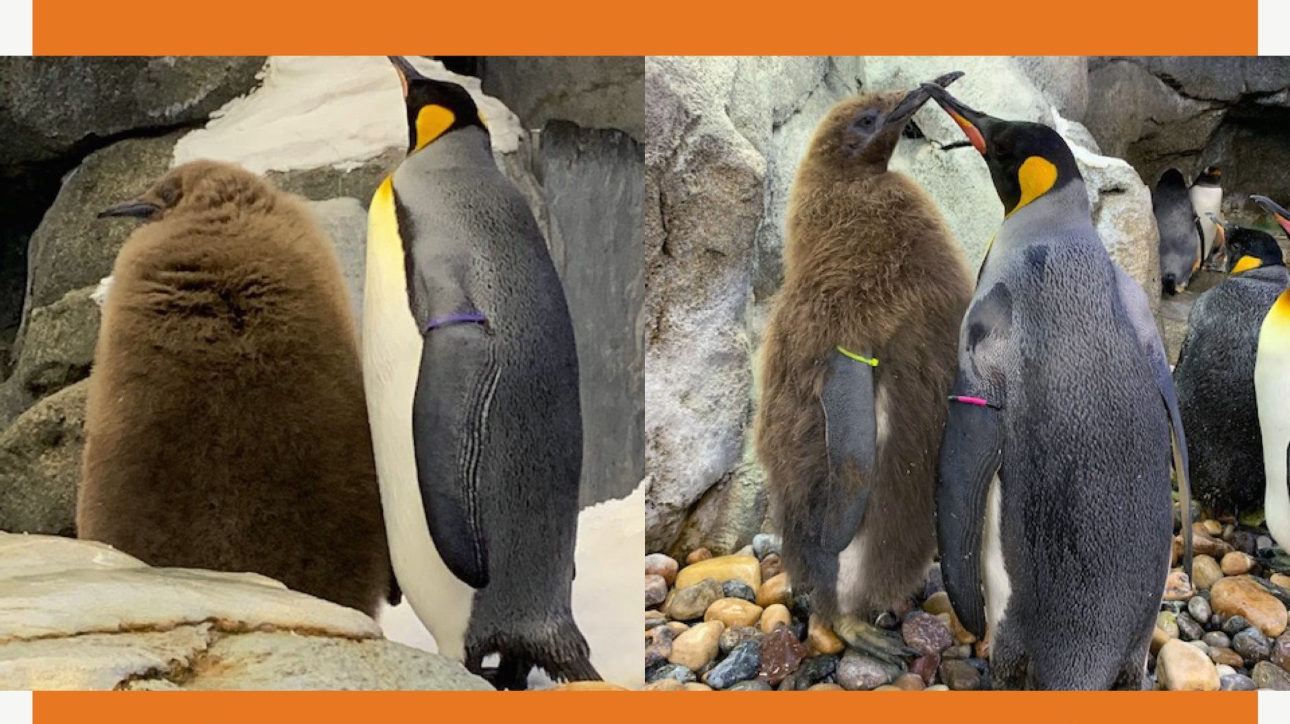 King Penguin Development