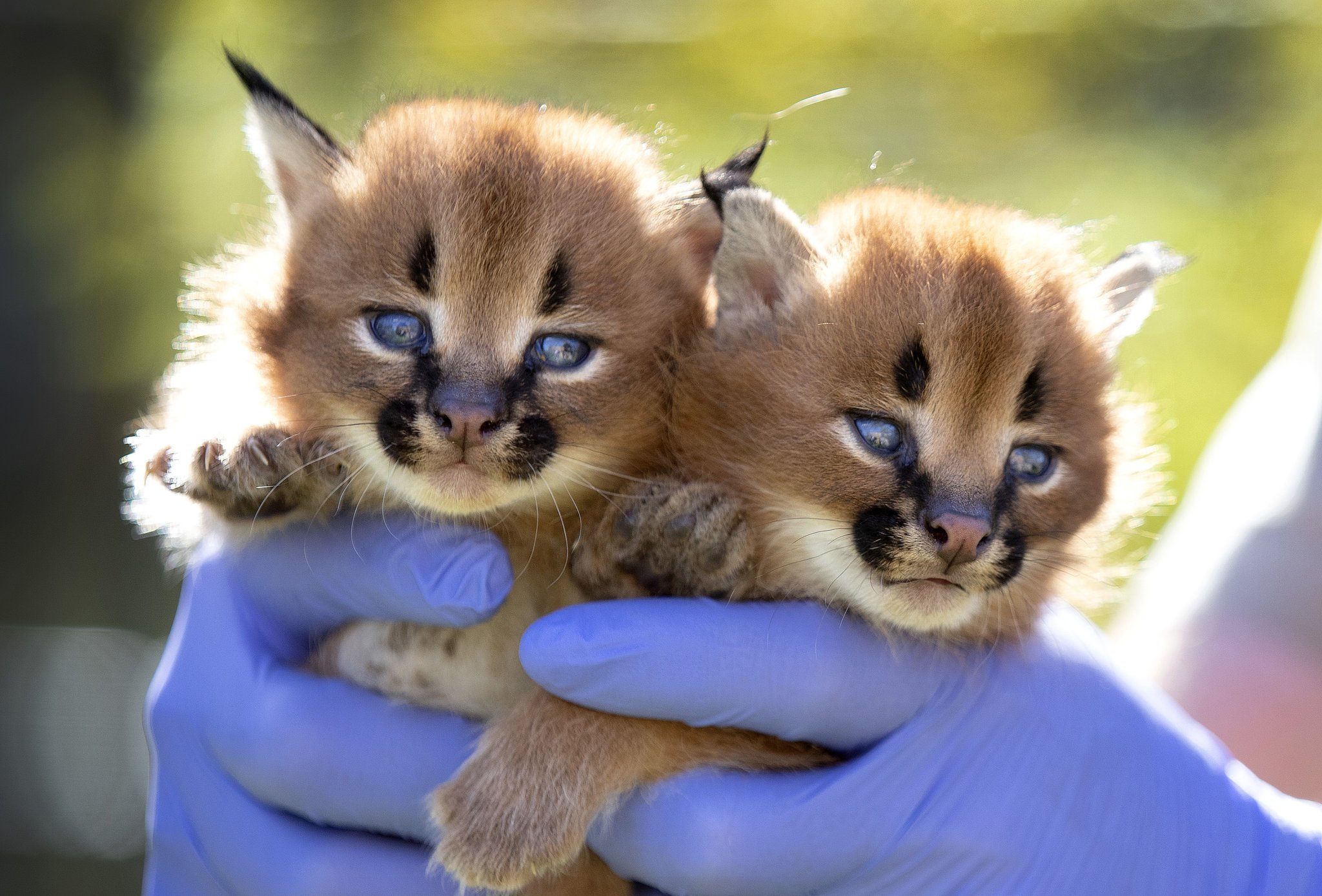 Newborn Caracal