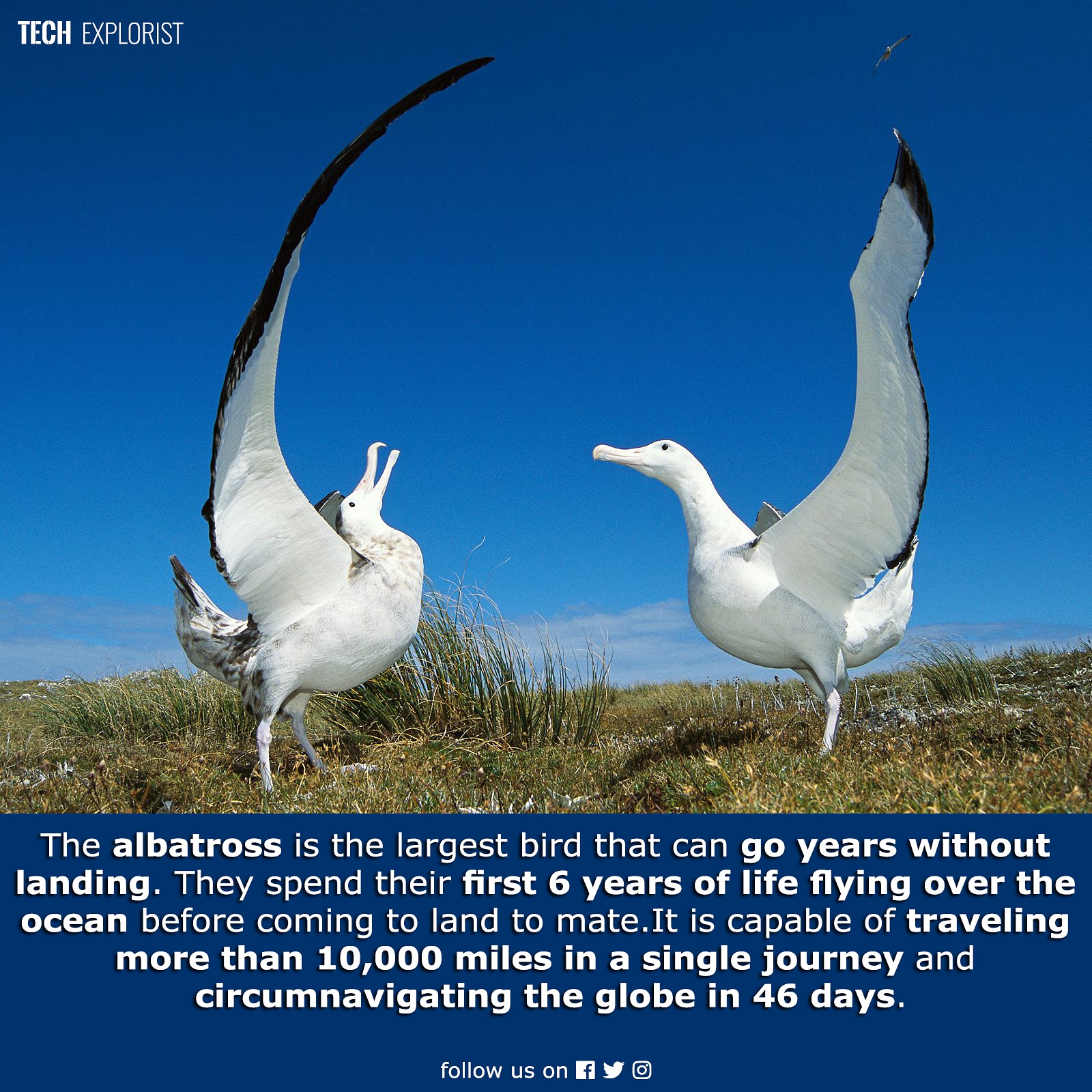 Albatross Bird Flying