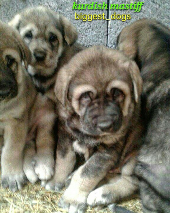 Is A Pshdar Dog A Good Pet