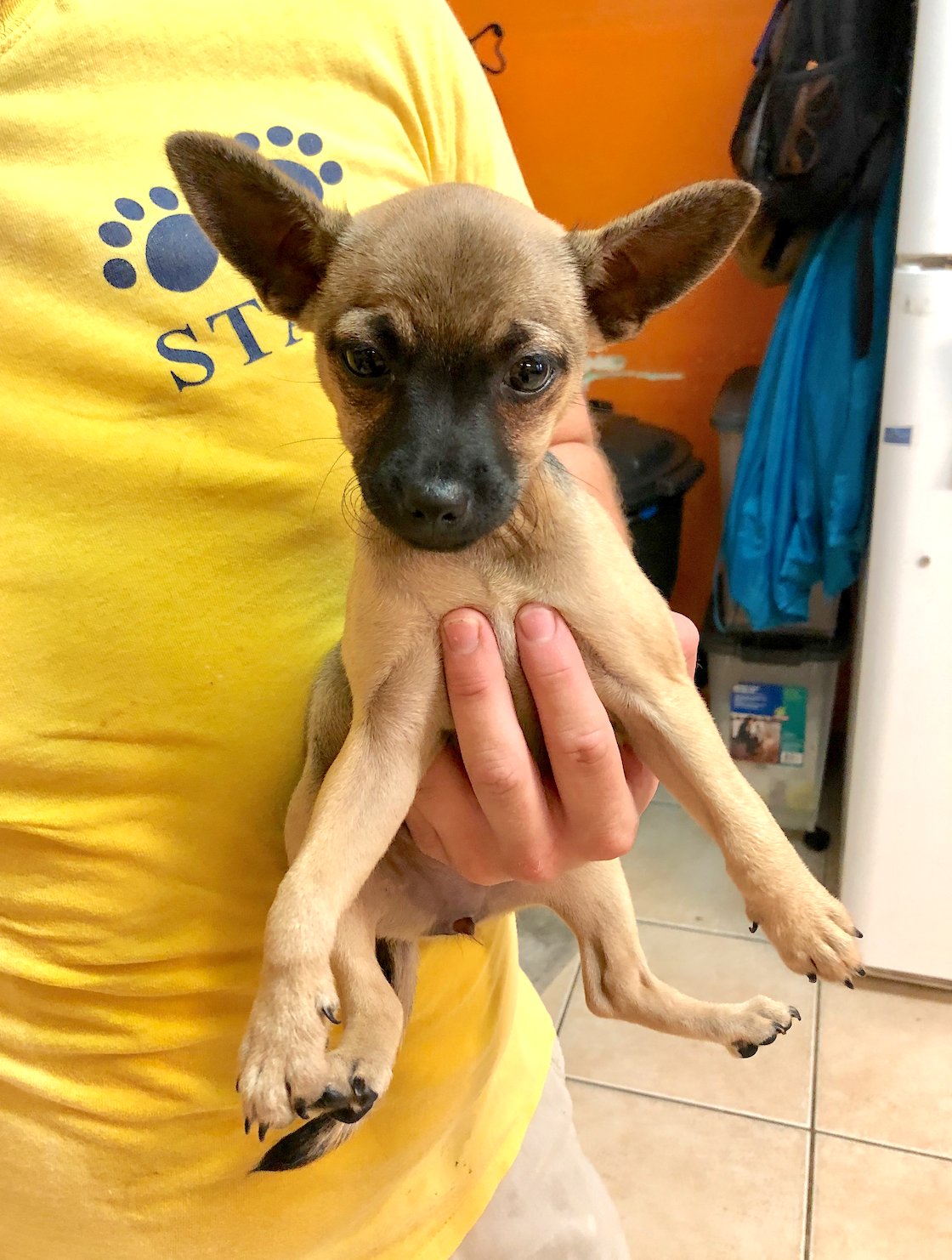 Fawn Chihuahua With Black Mask