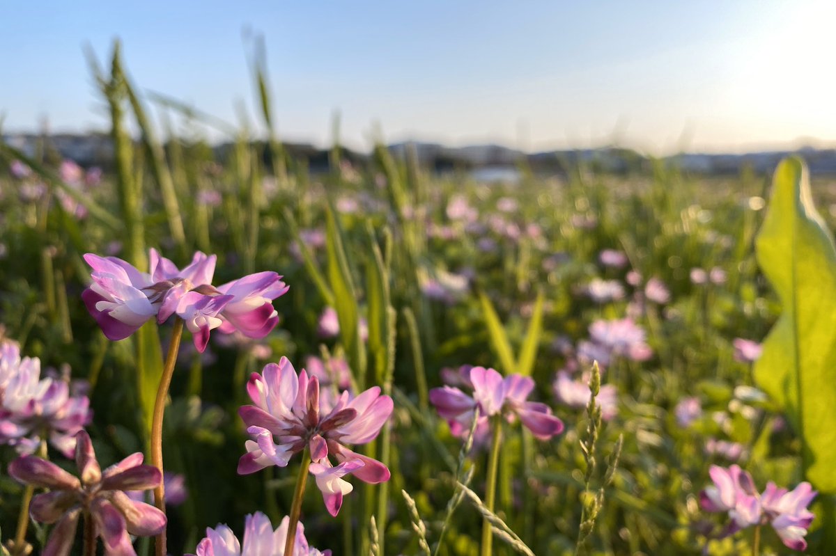 ライデル(@berry_rydell) - Twilog