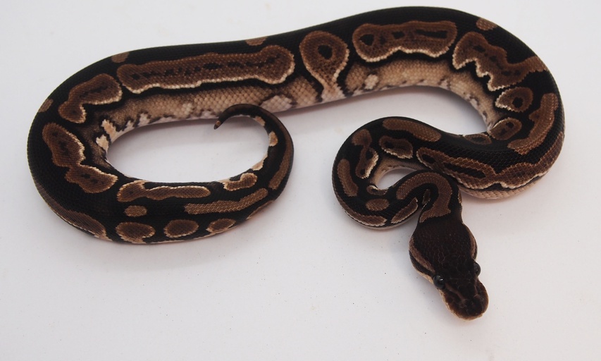 MorphMarket on Twitter: "Cinnamon Tri Stripe Male Ball Python by Kicks Balls, $2400 #pythons # ...