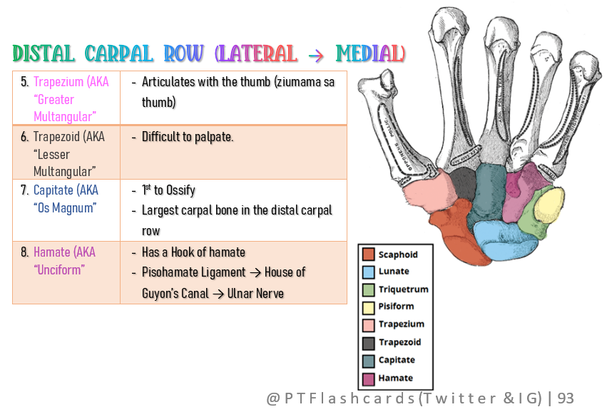 Carpal Bones Mnemonic