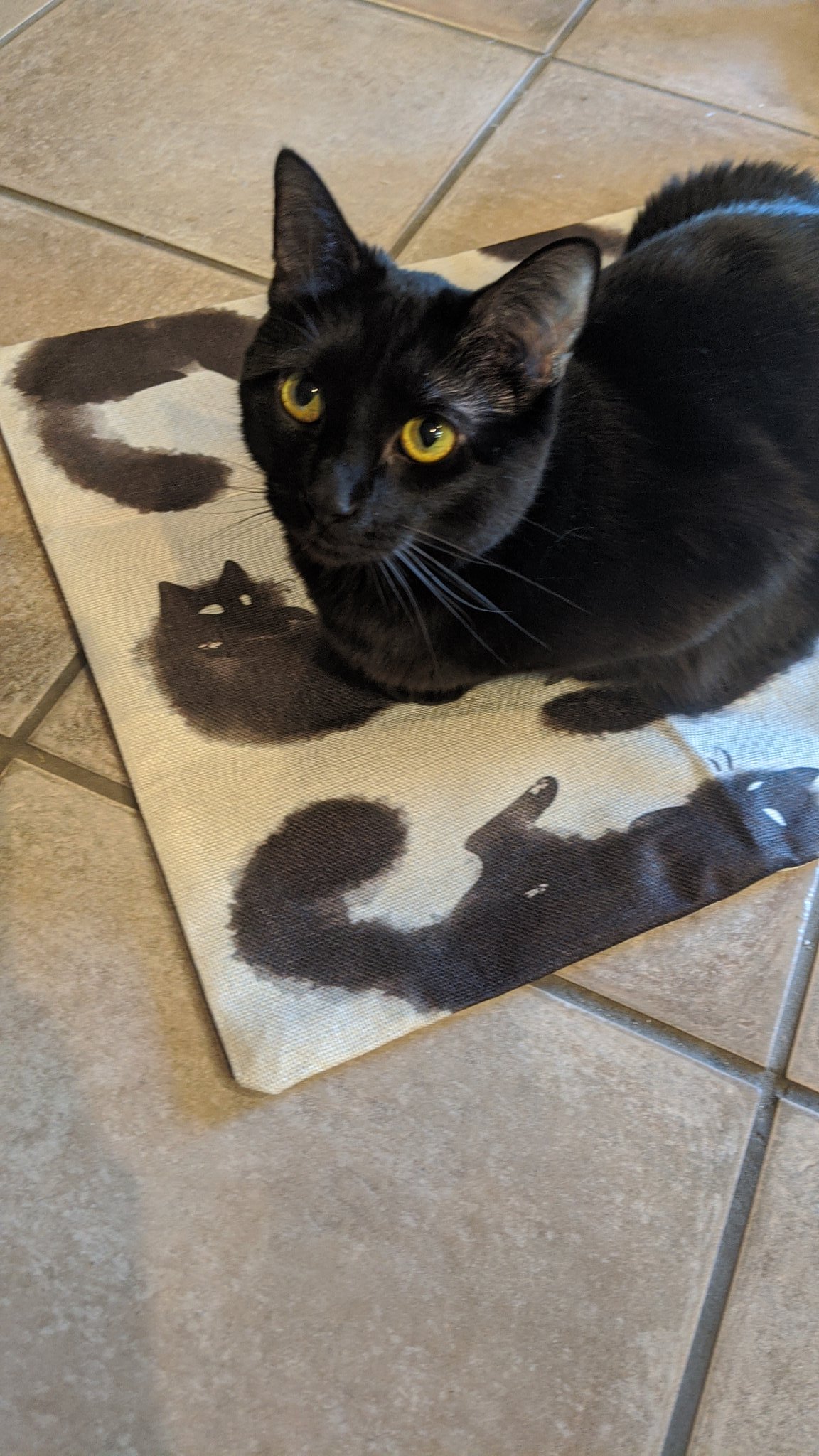 Tw Pornstars 2 Pic Princess Berpl Twitter Im Live On