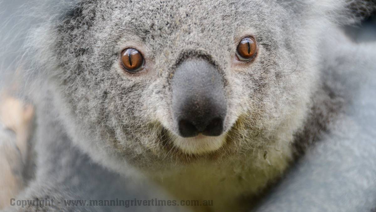 Koala Eyes