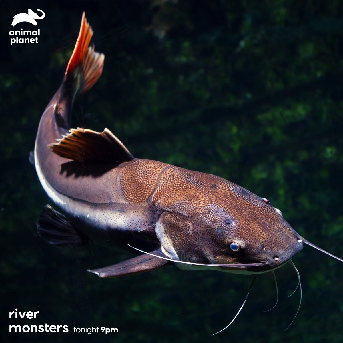 River Monsters Lair Of Giants