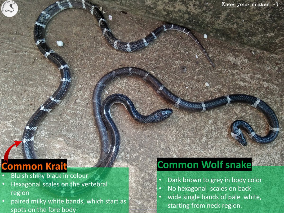 Common Krait Snake