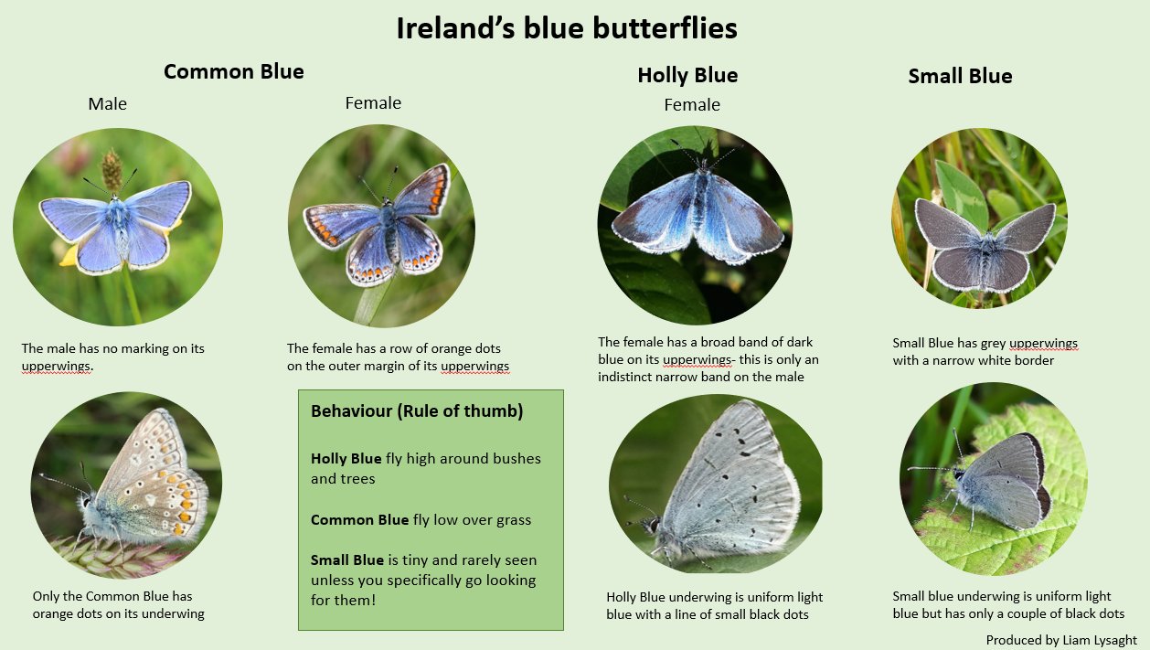 Blue Butterfly Species