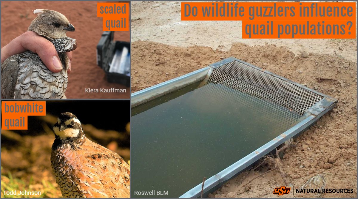Do wildlife water guzzlers influence quail populations? Research from ...
