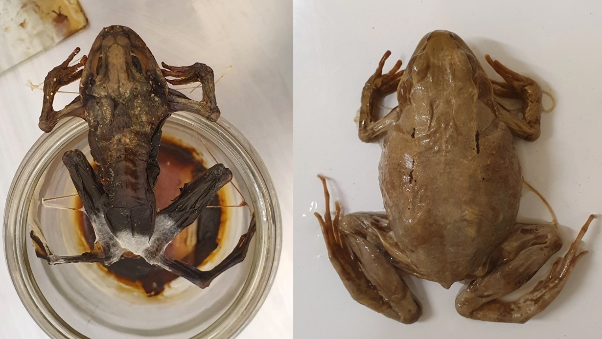 Frog Transformation